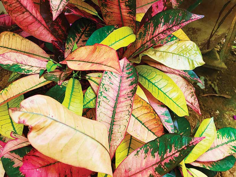 Plants for the Non-Pros - SunStar